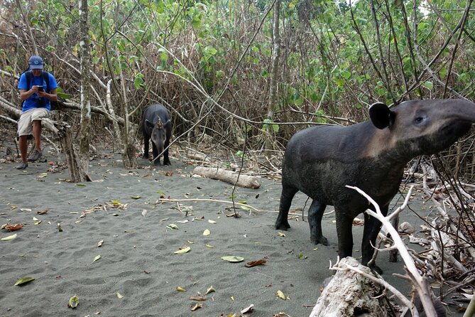 2 Days 1 Night in Corcovado Sirena From Drake Bay - Key Points