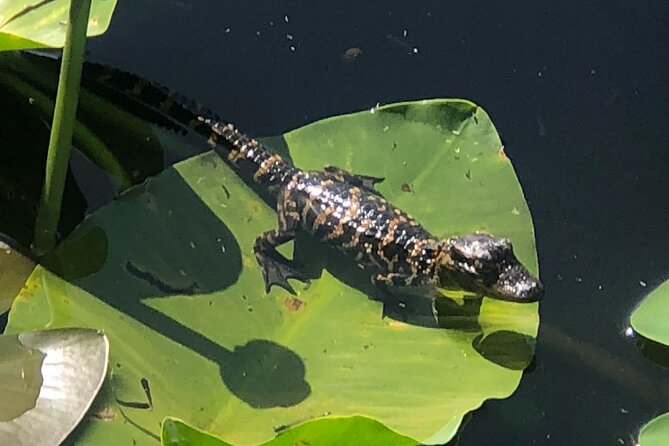 1 Hour Everglades Airboat Tour Central Florida - Meeting Point and Accessibility