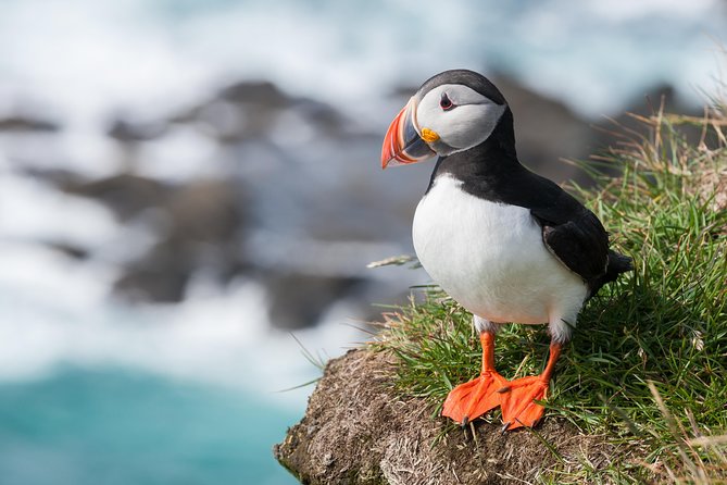 1-Hour Small Group Sightseeing Boat Tour in Vestmannaeyjar - Final Thoughts: Is It Worth It?