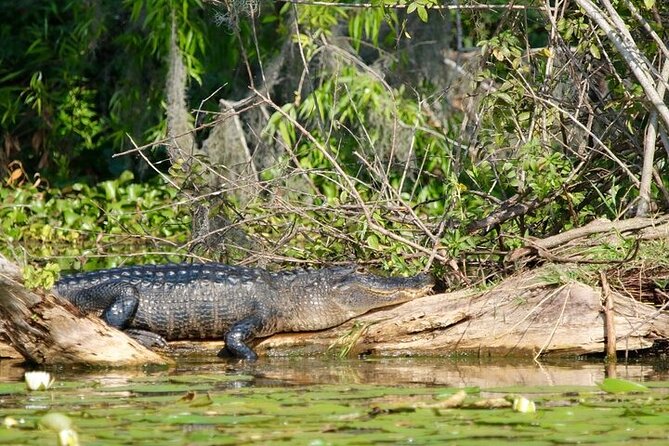 2 Hour Historical Wildlife Tour of the Chain of Lakes - Accessibility and Amenities