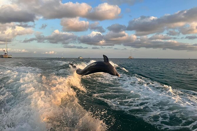 2 Hour Private Dolphin Sightseeing Tour - The Experience: From Booking to the Return