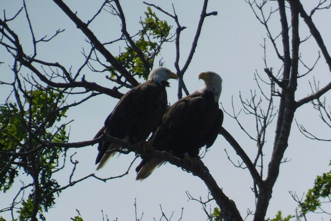 2-Hour Sunset Safari Eco Cruise From Cape May - Tour Details