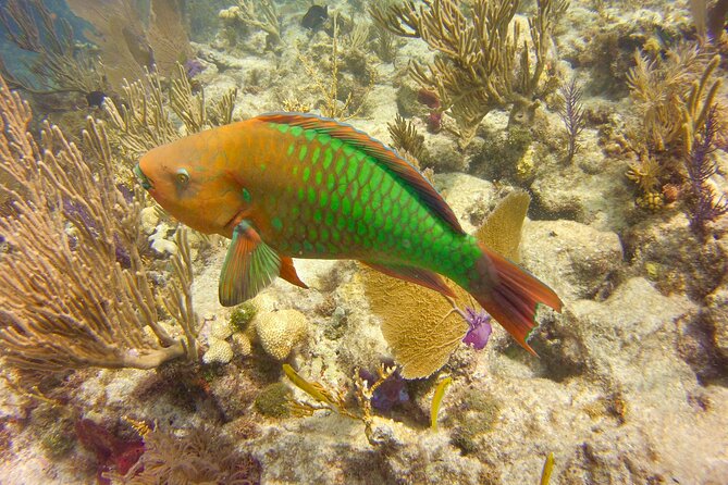 2 Location Snorkel Tour - Gear Included, 65 Minutes per Location - Swimming Requirement and Accessibility