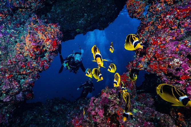 2 Tank Lanai Cathedral Scuba Dive Via Boat for Certified Divers - An Honest Look at the Lanai Cathedral Scuba Tour