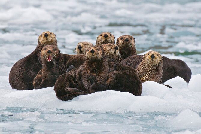 26 Glacier Tour, Self-Drive From Anchorage, AK - Cruise on Prince William Sound
