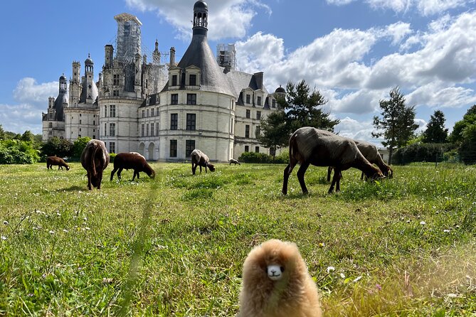 3 Loire Valley Castles and Wine Tasting Private Guided Tour - Château De Chambord
