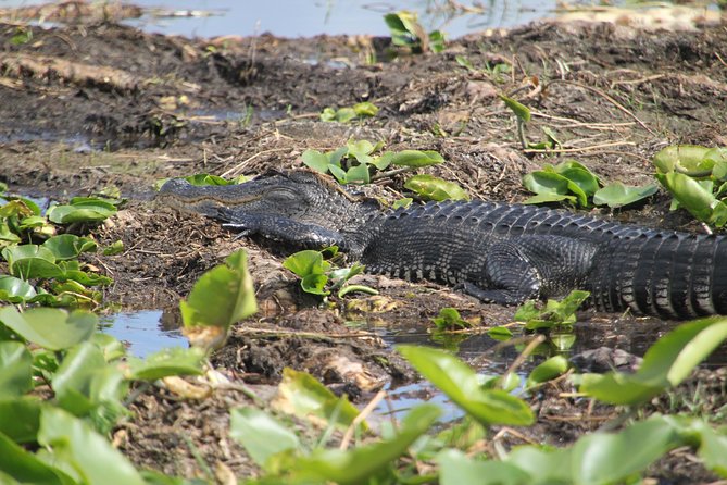 30-Minute Airboat Ride, Lunch, Gem Mining and Park Admission - The Value Proposition and Who It’s For