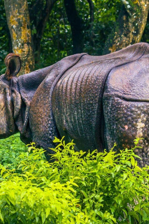 4 Days Chitwan Jungle Tour with 1 Night Jungle Tower stay - Highlights and Benefits of the Tour