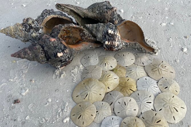 4 Hour Kice Island Shelling Trip - Frequently Asked Questions