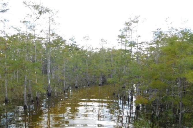 4-Hour Swamp Buggy Adventure Tour in Florida - Vehicle Experience