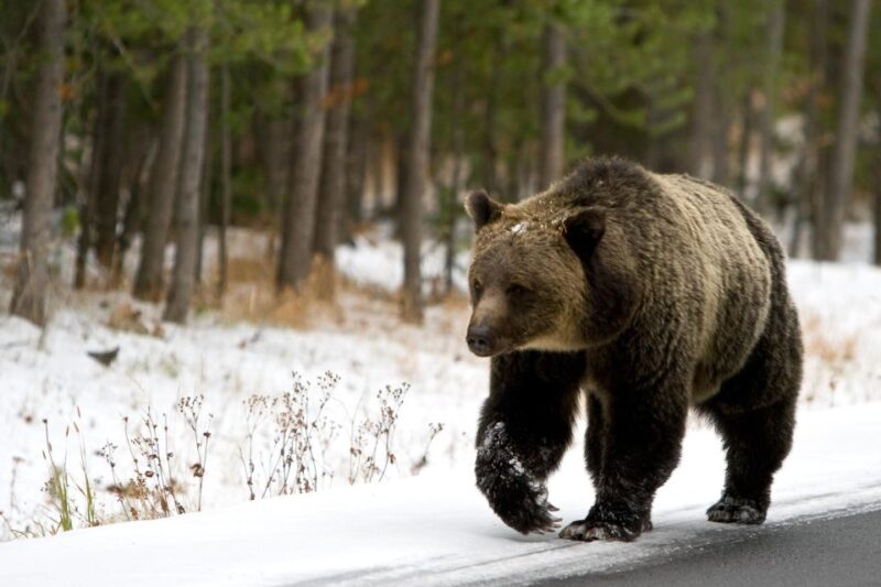 5-Day Winter Yellowstone Wildlife Tour - The Adventures: Dog Sledding and Snowmobiling
