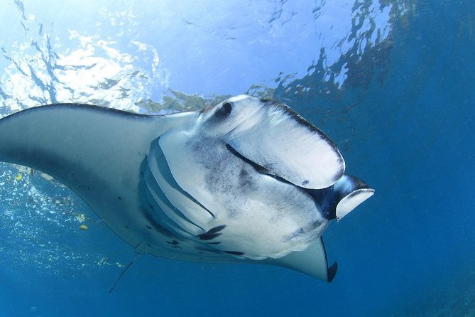 7 Fun Dives in Nusa Lembongan (for certified divers) - Premium Value Package - The Facilities & Additional Perks