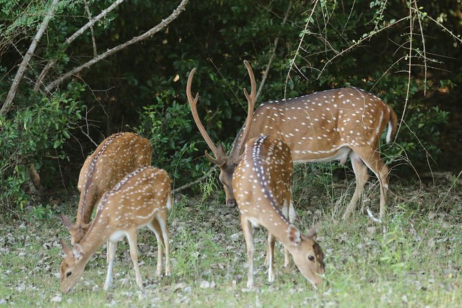 8 Days Sri Lanka round tours with privet driver, vehicle and H/B accommodations - Final Thoughts
