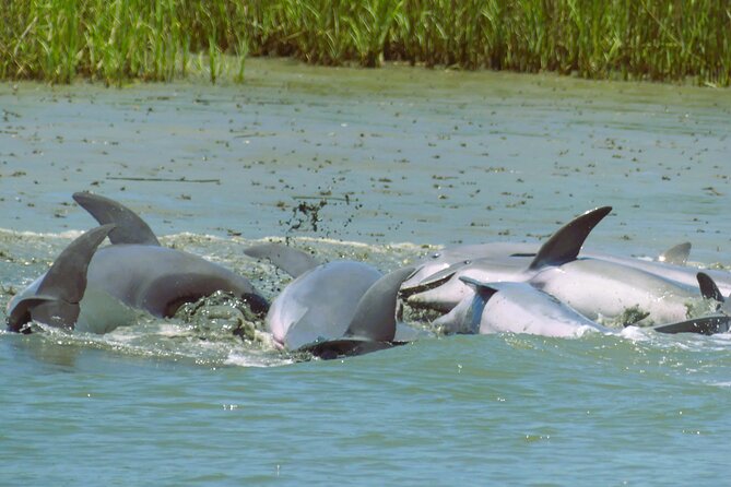 90-Minute Private Dolphin Tour in Hilton Head Island - Why This Tour Might Be the Right Choice for You
