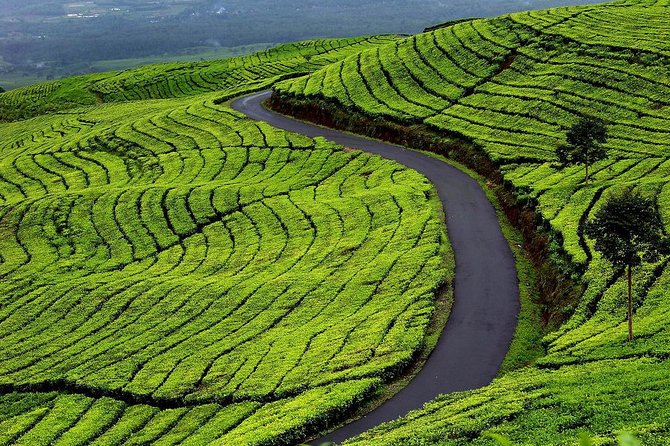 Active Volcano, Rice Field, Hot Spring, Fruit market, Tea Plantation with Lunch - Authentic Experiences That Shine