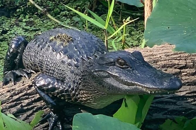 Airboat Adventure in Saint Augustine with a Guide - Authentic Feedback from Travelers