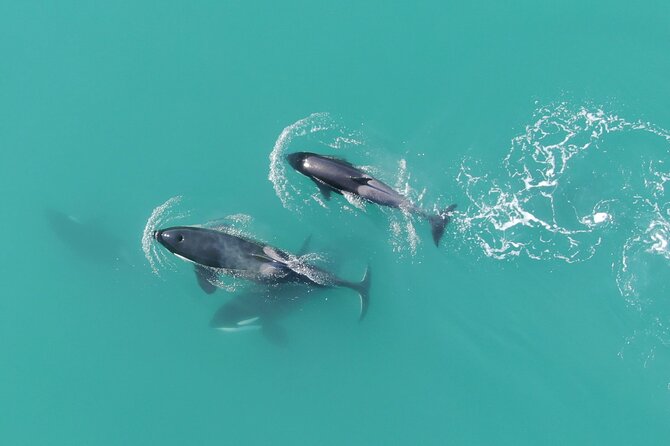 Alaska Whale Watching with bonus Drone viewing of Whales - Who Will Love This Tour?