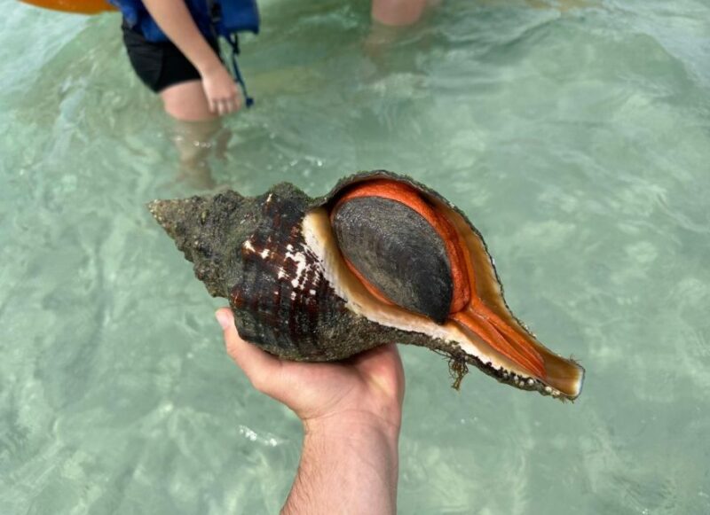 Anna Maria Island: The Island Kayak Tour - Why This Tour Is Worth Considering