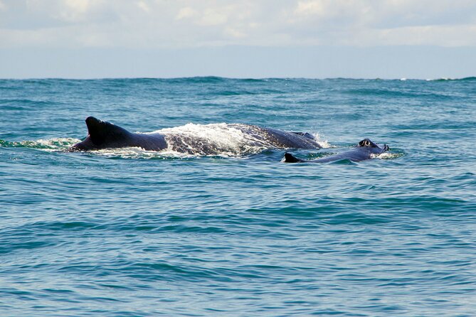 Bahía Málaga: Humpback Whale Watching in Cali - Colombia - Itinerary and Logistics