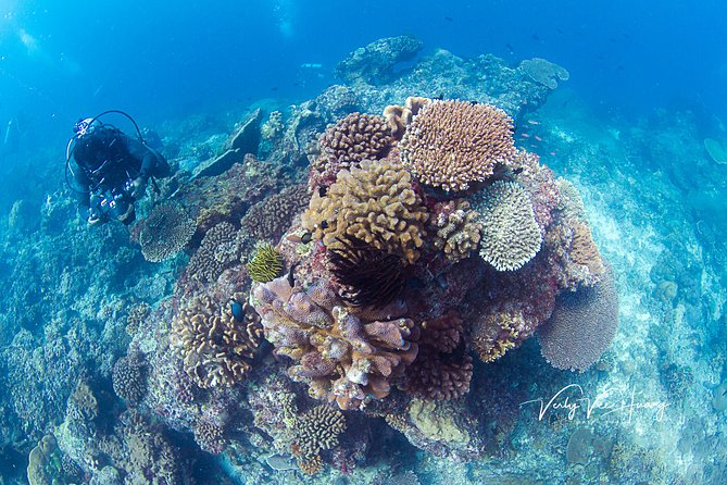 Bali Diving Day Trip-Manta Point/Tulamben Shipwreck-Fun Dive - Who This Tour Is Best For