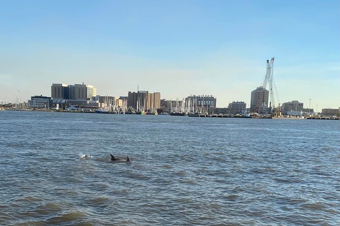 Baywatch Dolphin Tour - The Itinerary Breakdown