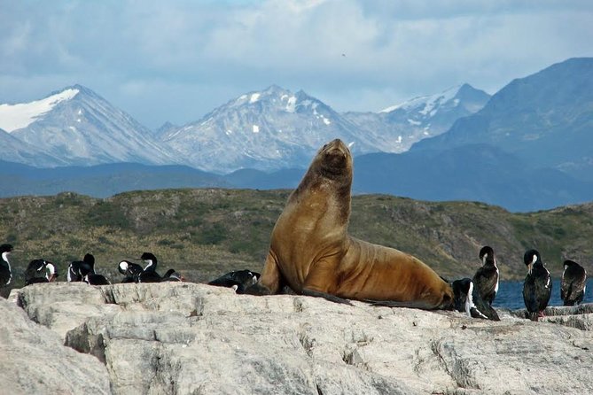 Beagle Channel to Martillo Island and Walk Among Penguins - Getting to the Meeting Point