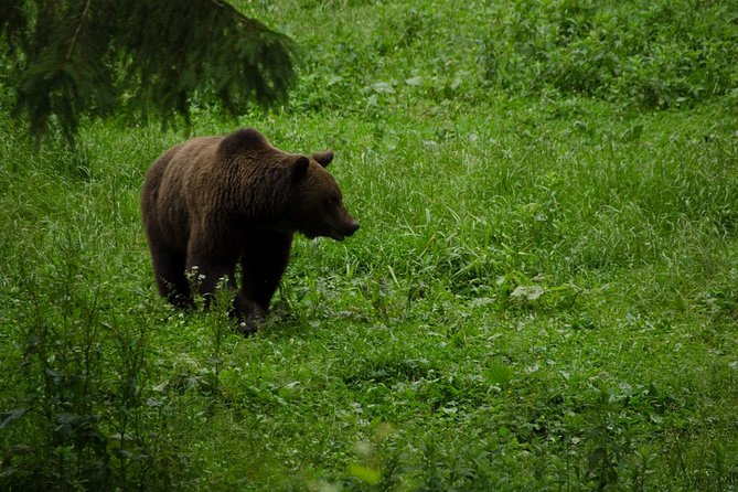 Bear watching experience near Brasov - FAQ