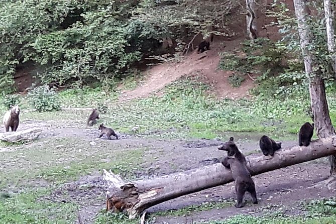 Bear Watching in the Wild From Brasov - Essential Tips for a Successful Tour