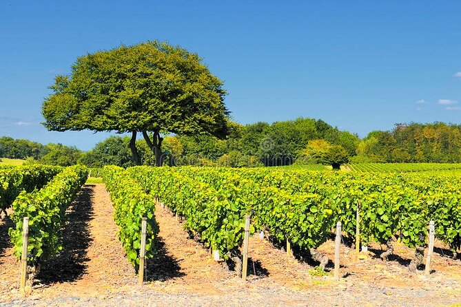 Beaujolais Wine Tour From Lyon Half Day - Inclusions and Logistics