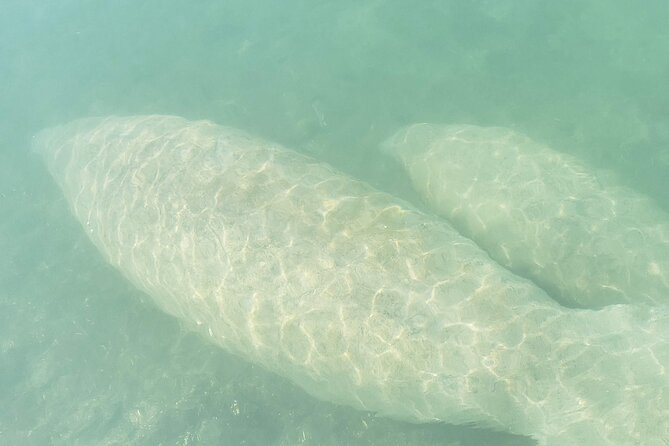 Beginner Friendly Island Snorkeling - Equipment and Amenities Provided
