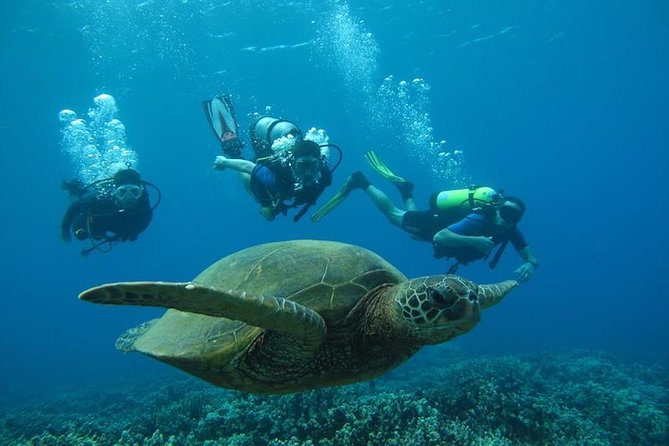 Beginner Scuba Dive in Lahaina: Swimming Required - What You Can Expect: The Itinerary and Experience