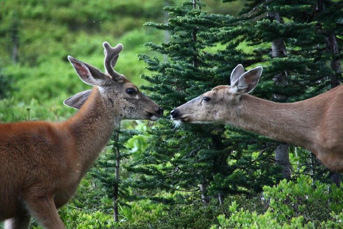 Best of Mount Rainier National Park from Seattle: All-Inclusive Small-Group Tour - FAQ