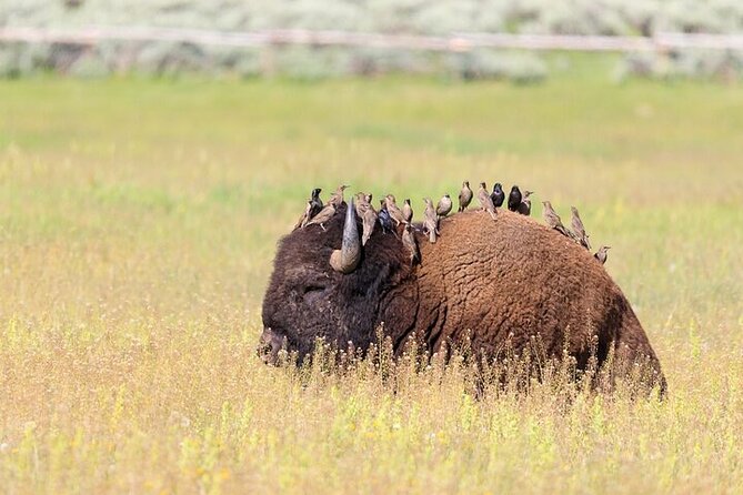 Best Of Yellowstone Full Day Natl Park Tour From Bozeman - Inclusions