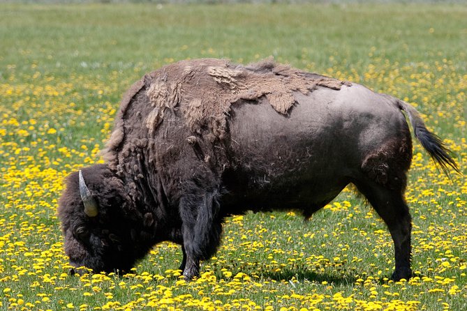 Best of Yellowstone Private National Park Safari Tour - Destinations and Highlights