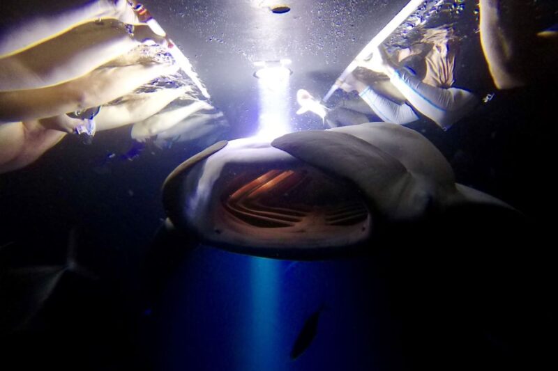 Big Island: Night Swim with Manta Ray with Hot Chocolate - The Main Event: Nighttime Manta Ray Snorkeling