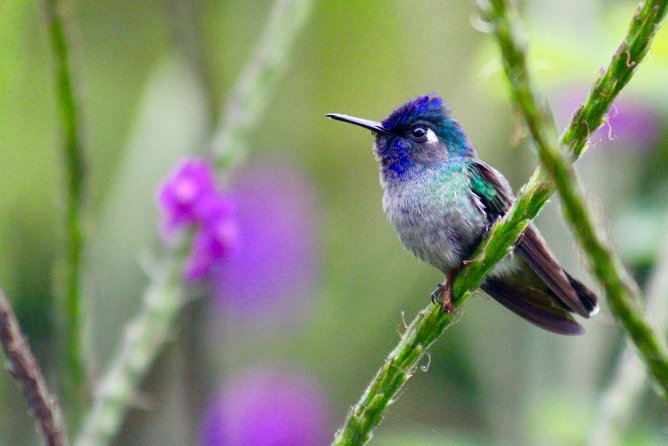 Birdwatching Tour at Mistico Park - Location and Eco-Friendly Nature Reserve