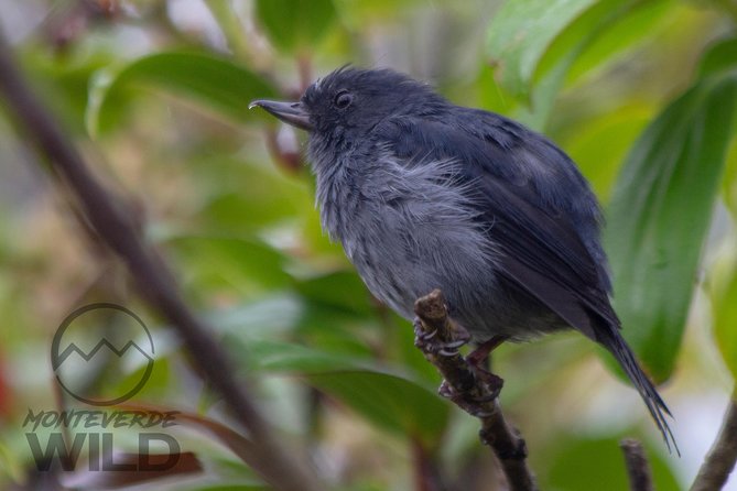 Birdwatching Tour at the Cloud Forest -Monteverde Wild- - Spotting Hummingbirds, Toucans, and Quetzals