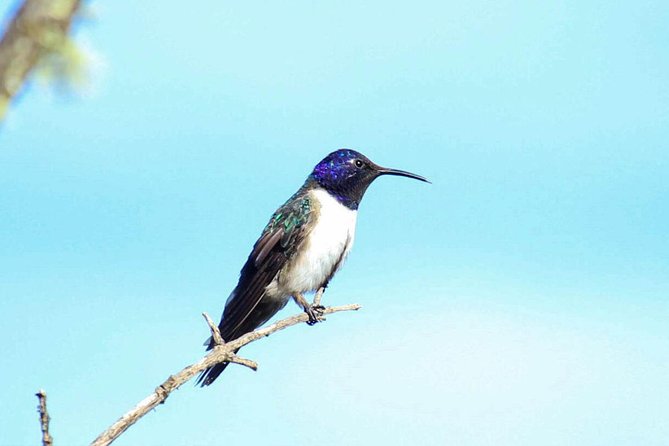 Birdwatching Tour in Cajas National Park From Cuenca - Endemic Bird Species