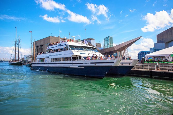 Boston Whale Watching Cruise by High-Speed Catamaran - Wildlife and Guided Experience