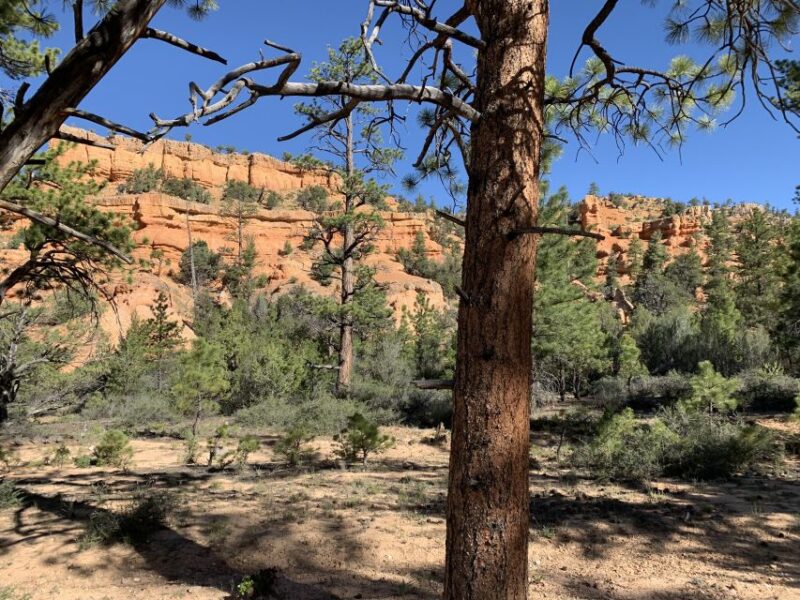 Bryce Canyon City: Horseback Riding Tour in Red Canyon - Final Thoughts: Is It Worth It?
