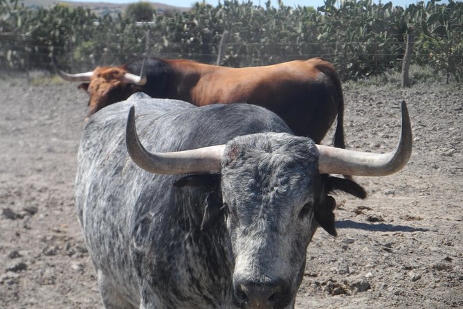 Bull Breeding Farm: Guided Half-Day Tour From Seville - What to Expect