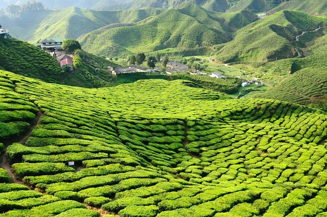 Cameron Highlands Day Tour with Lunch (SIC - Join In Tour) - Frequently Asked Questions