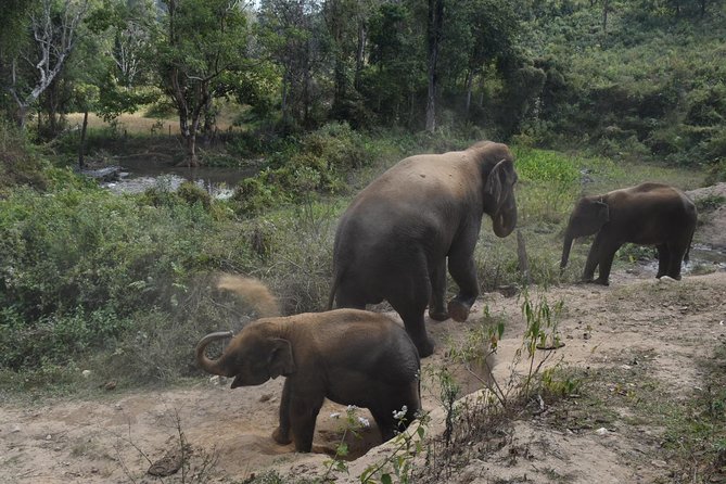 Care Pride Elephants: Full-Day Tour Experience - An In-Depth Look at the Tour