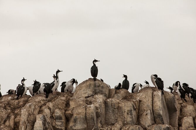 Catamaran Tour Through the Beagle Channel and Penguins in Isla Martillo - Tour Experience and Expectations