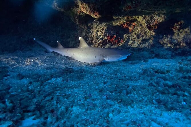 Certified Diver: 2-Tank Night Dive - A Typical Night Dive: What to Expect