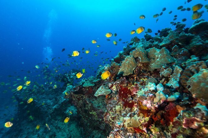 Certified Diver: 2-Tank Shallow Reef Dives off Oahu - What the Reviews Reveal
