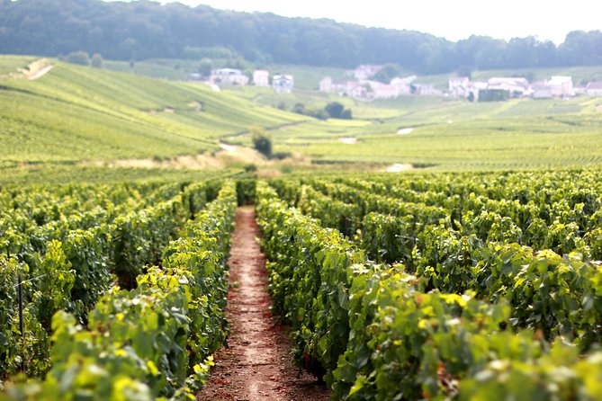 Champagne VIP Day Trip From Paris With Local PRIVATE Wine Expert Guide - Expert Guides Expertise