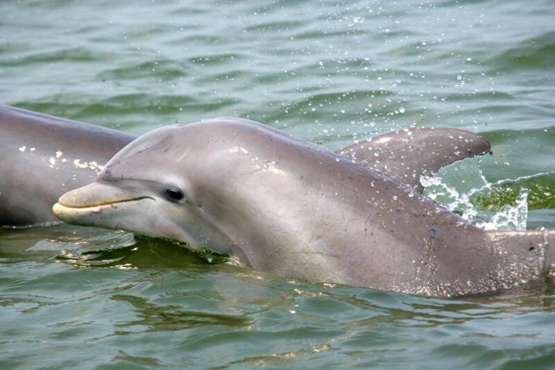 Charleston: Schooner Sailing Harbor Tour & Dolphin Watch - The Itinerary and What to Expect