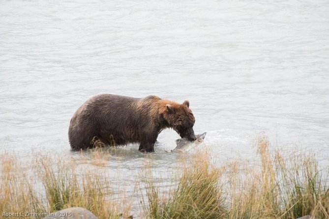 Chilkoot Wilderness and Wildlife Viewing (2.5 hrs in Haines) - The Guide and Group Size