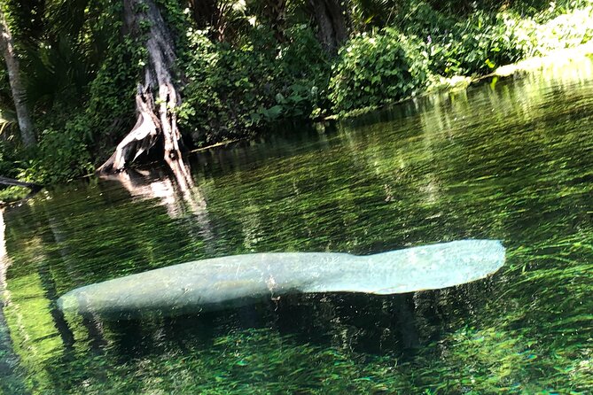 Clear Canoeing and Wildlife Sightseeing at Silver Springs - The Practical Side: Logistics, Gear, and Pricing